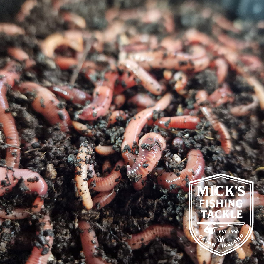 Micks Fresh Worms - 1kg – Micks Fishing Tackle